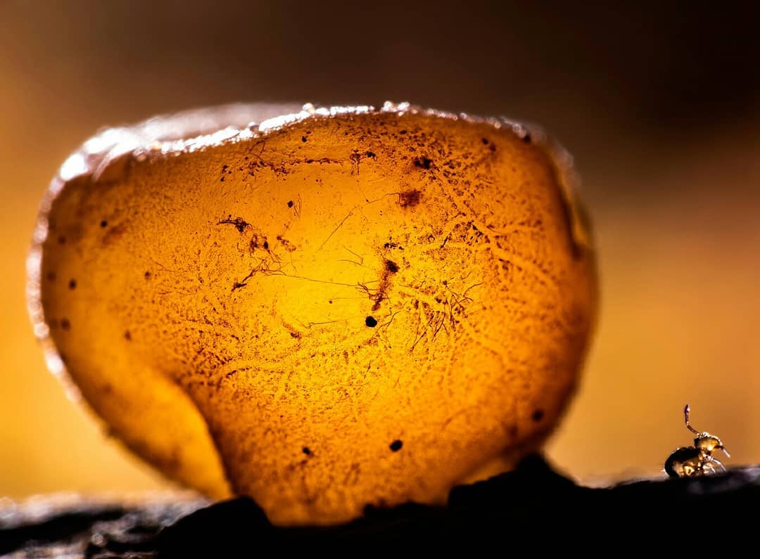 Amazing world of microflora by Philippe Lebeaux